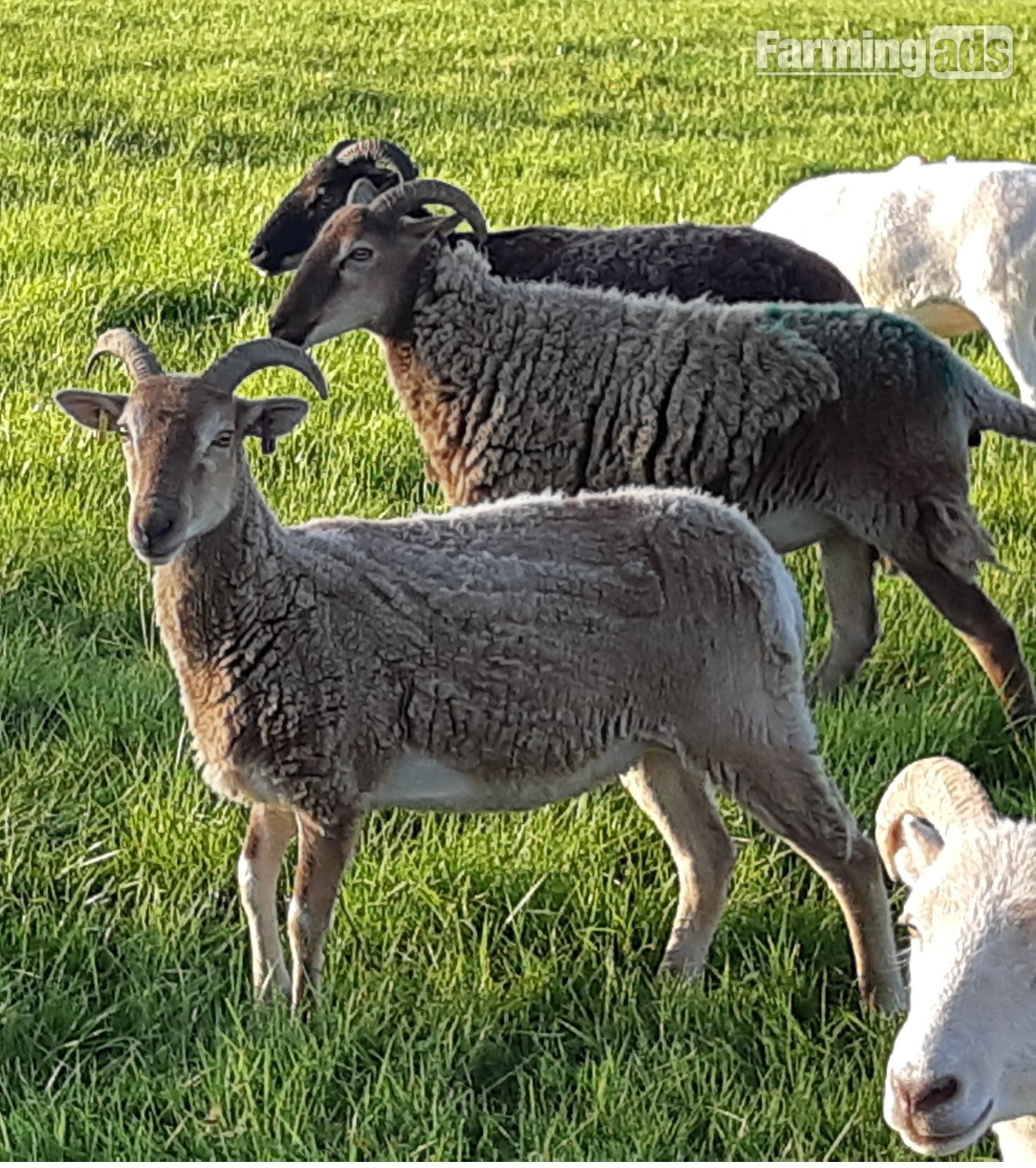 Wiltshire Horn cross sheep & Starter Flocks